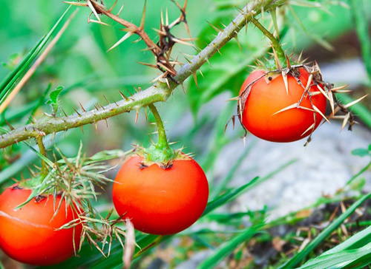 12 Stunning Fruits That Look Just Like Tomatoes
