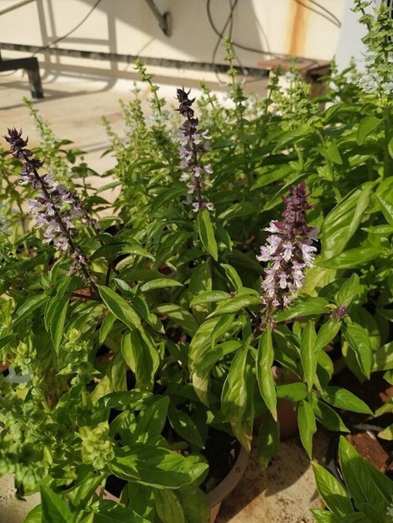 18 Fascinating Exotic Herbs from Around the World