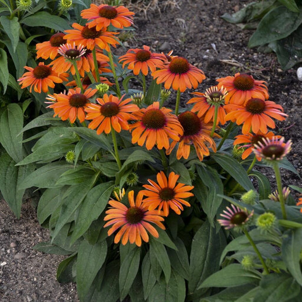21 Gorgeous Flowers that Start with O to Brighten Your Garden