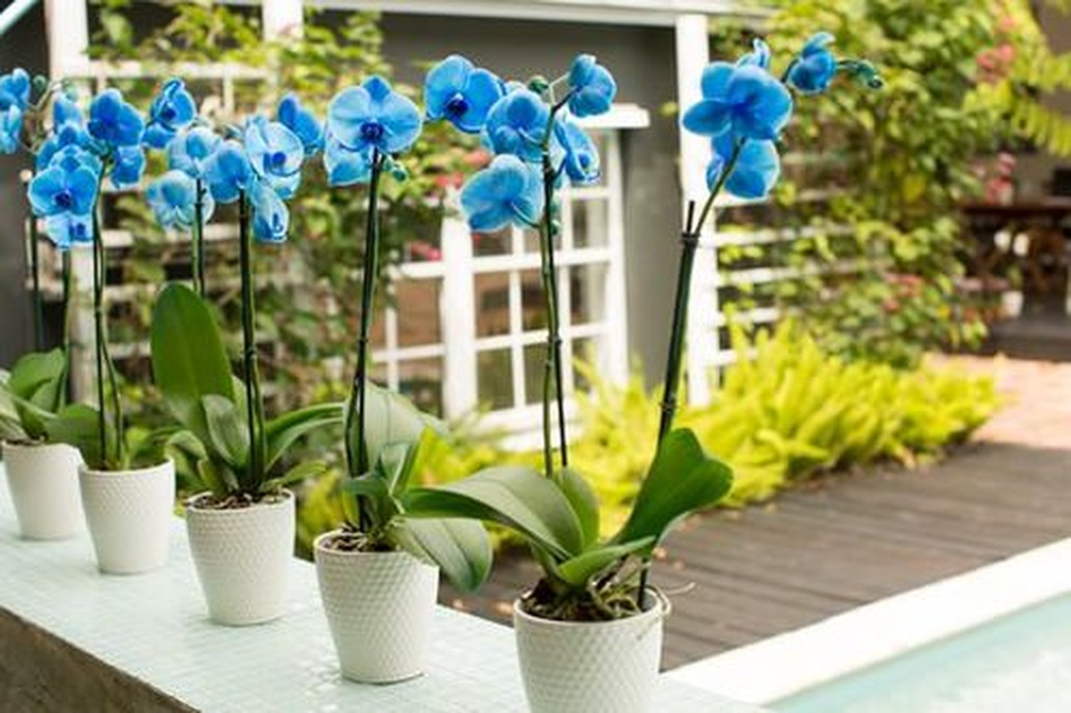 12 Popular Types of Blue Orchids with Meaning