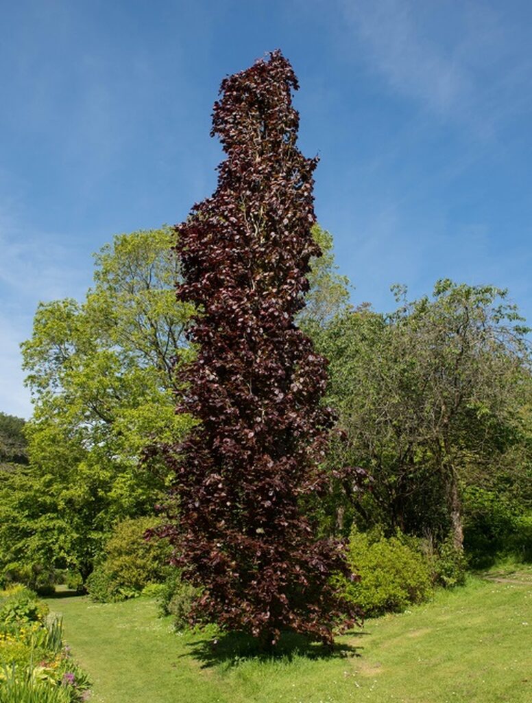 21 Stunning Narrow Trees for Containers & Small Gardens