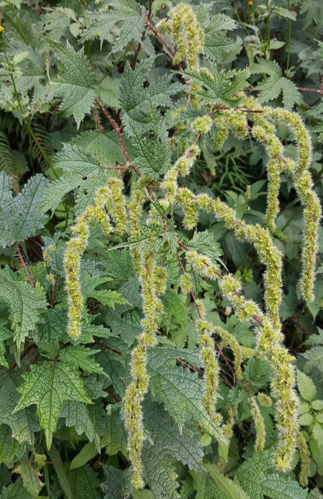 8 Painful Plants with Stinging Hairs to Watch Out For