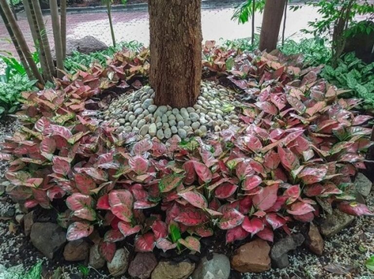 30 Stunning Red Leaf Plant Varieties to Brighten Your Garden