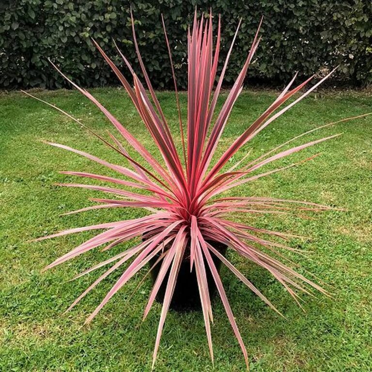 10 Gorgeous Red Ornamental Grasses to Brighten Your Garden