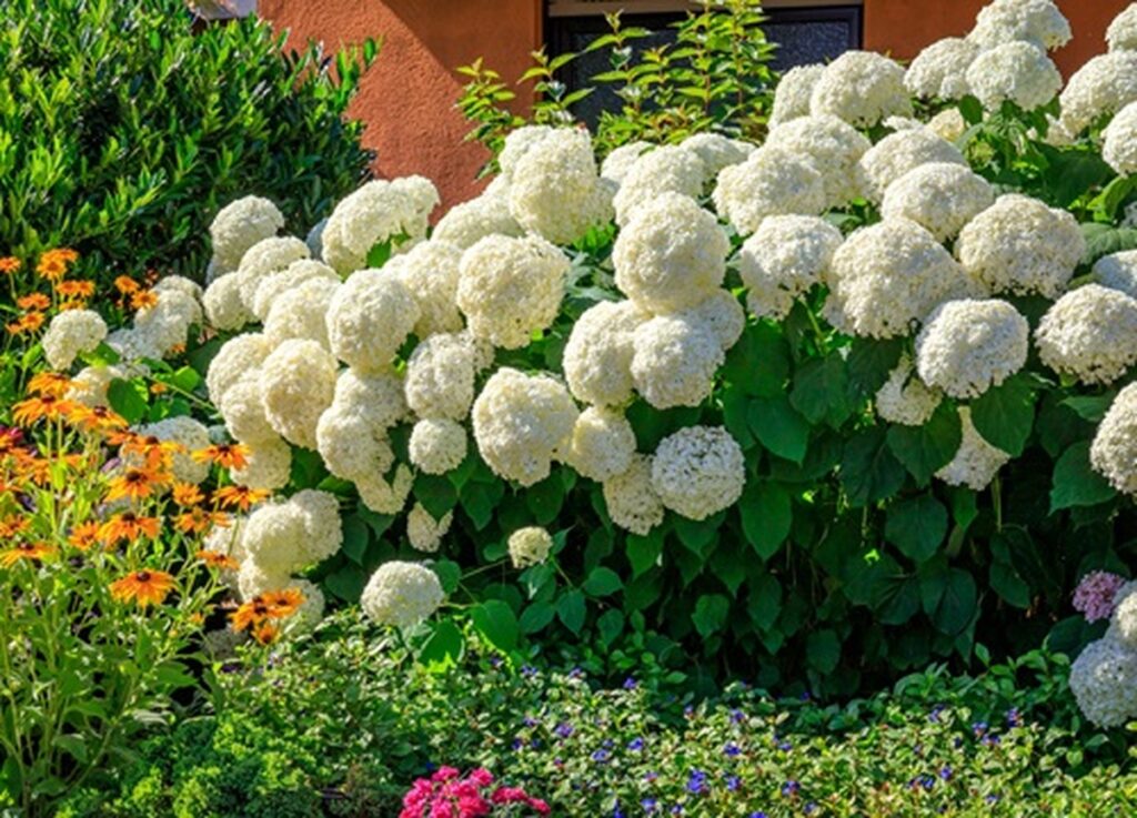 10 Stunning Ivory Flowers That'll Brighten Your Garden