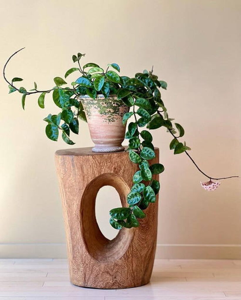 32 Amazing Hoya Plant Ideas to Display Them in Style!