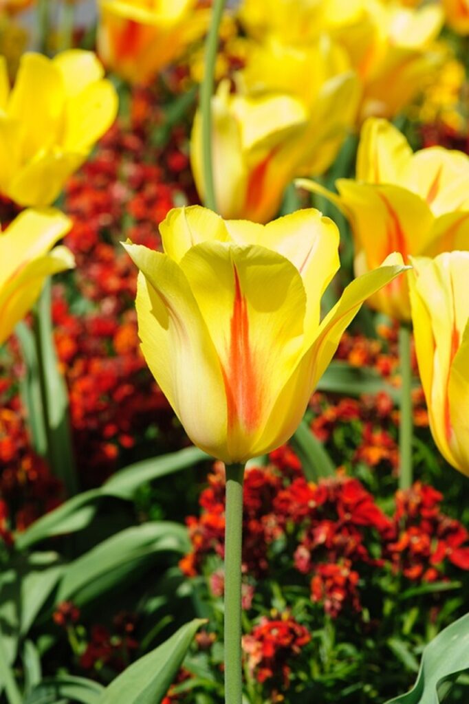 34 Enchanting Yellow Tulip Varieties to Brighten Your Garden