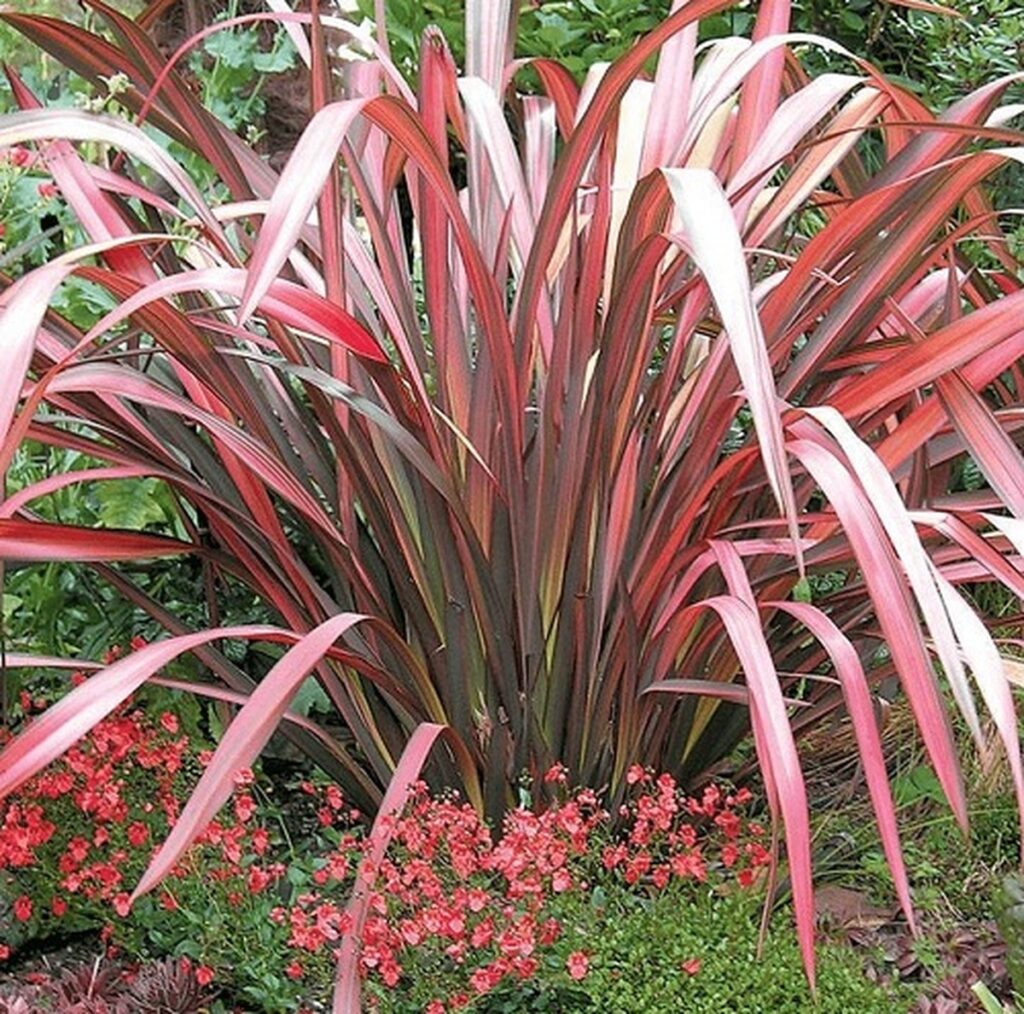 18 Stunning New Zealand Flax Varieties That Brighten Any Garden