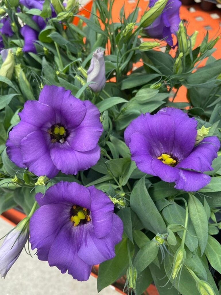 22 Stunning Types of Lisianthus Varieties to Brighten Your Garden
