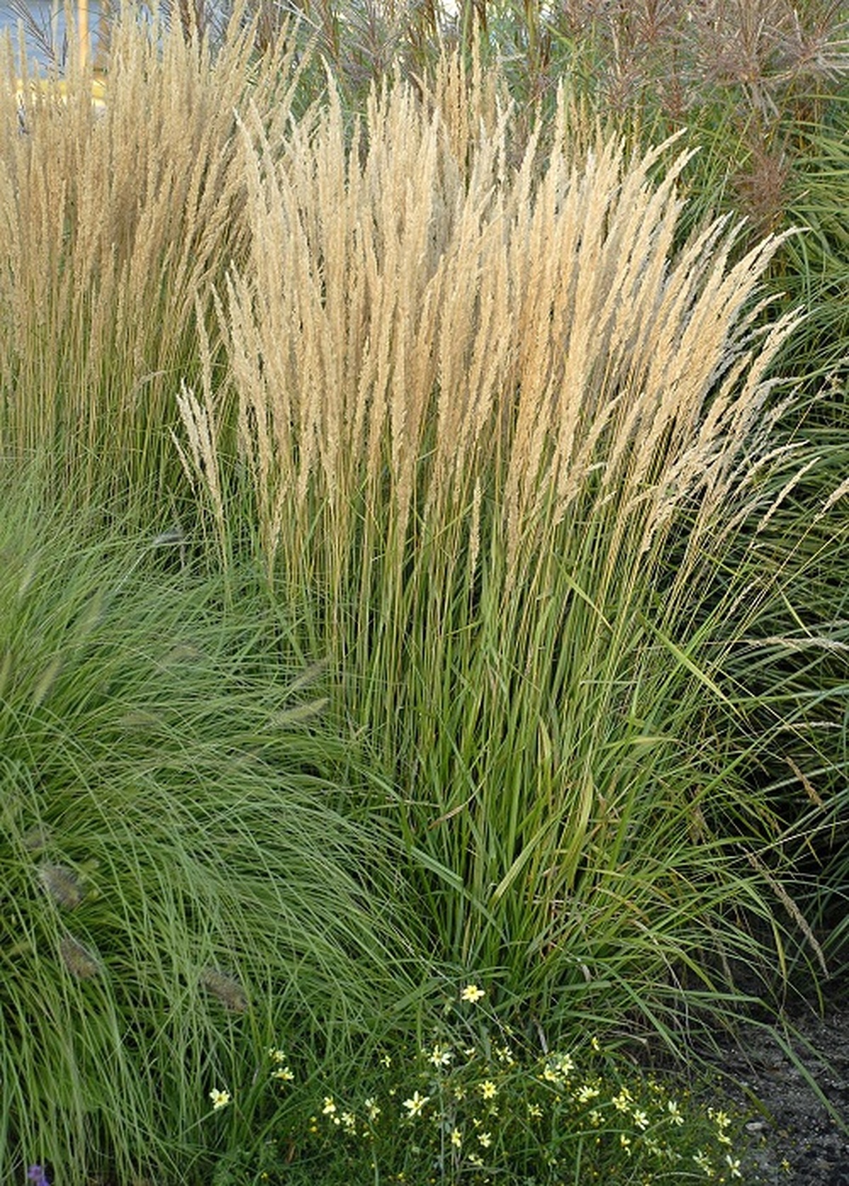 10 Stunning Flowers That Look Like Feathers for Your Garden