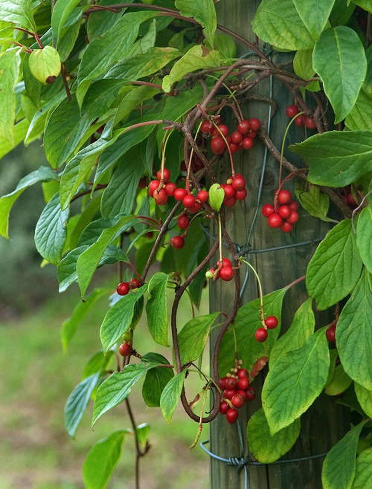 8 Enchanting Vines with Red Berries That Brighten Any Garden
