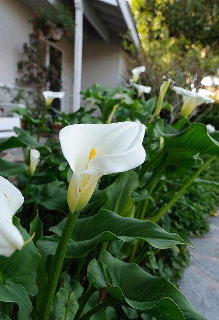 12 Stunning White Calla Lily Varieties to Brighten Your Garden