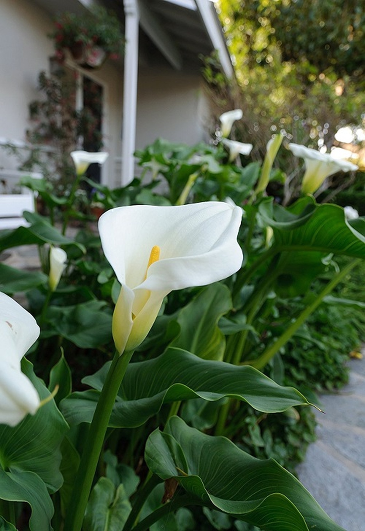 12 Stunning White Calla Lily Varieties to Brighten Your Garden