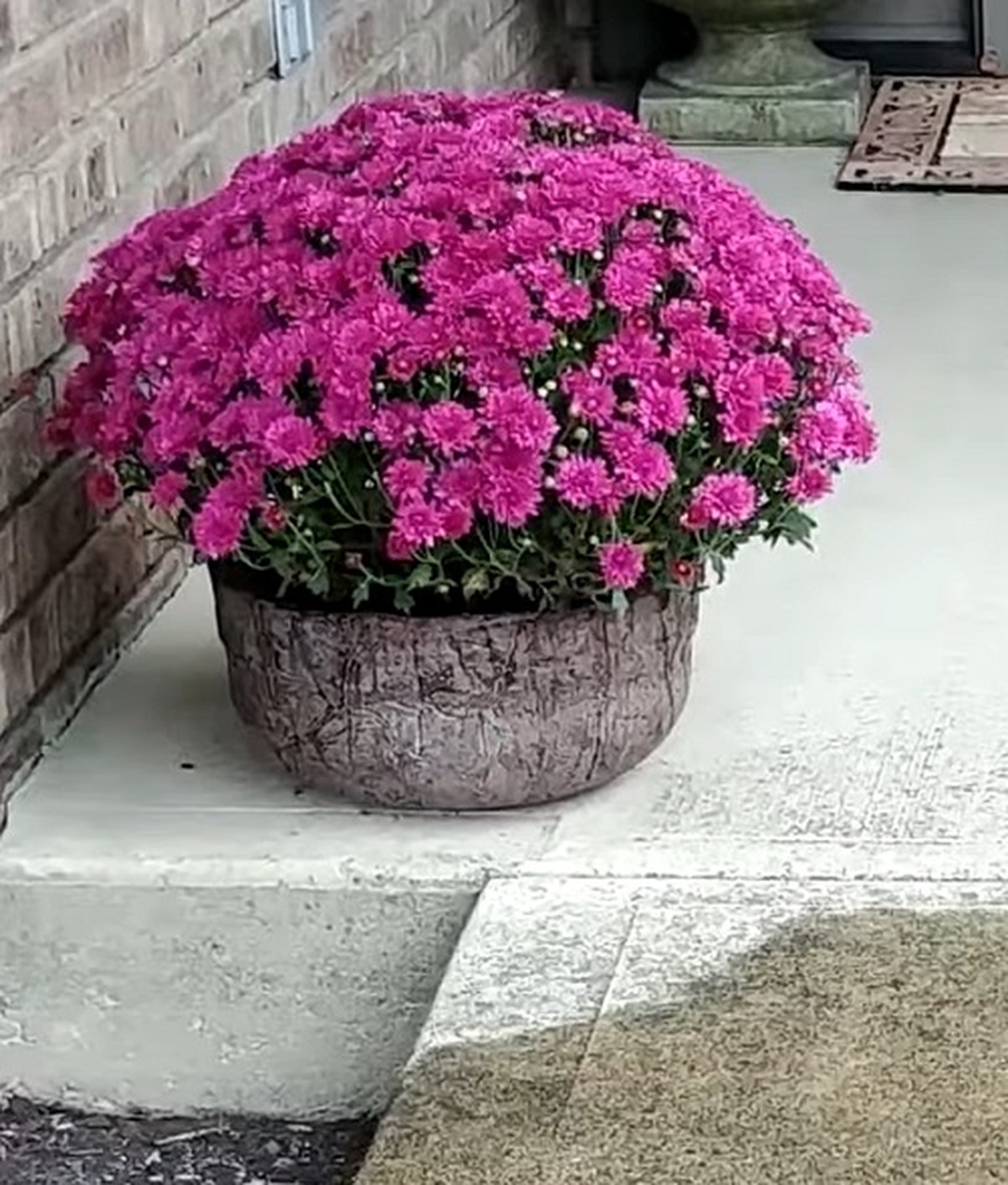 12 Clever DIY Plant Saucer Ideas That Protect Your Floors