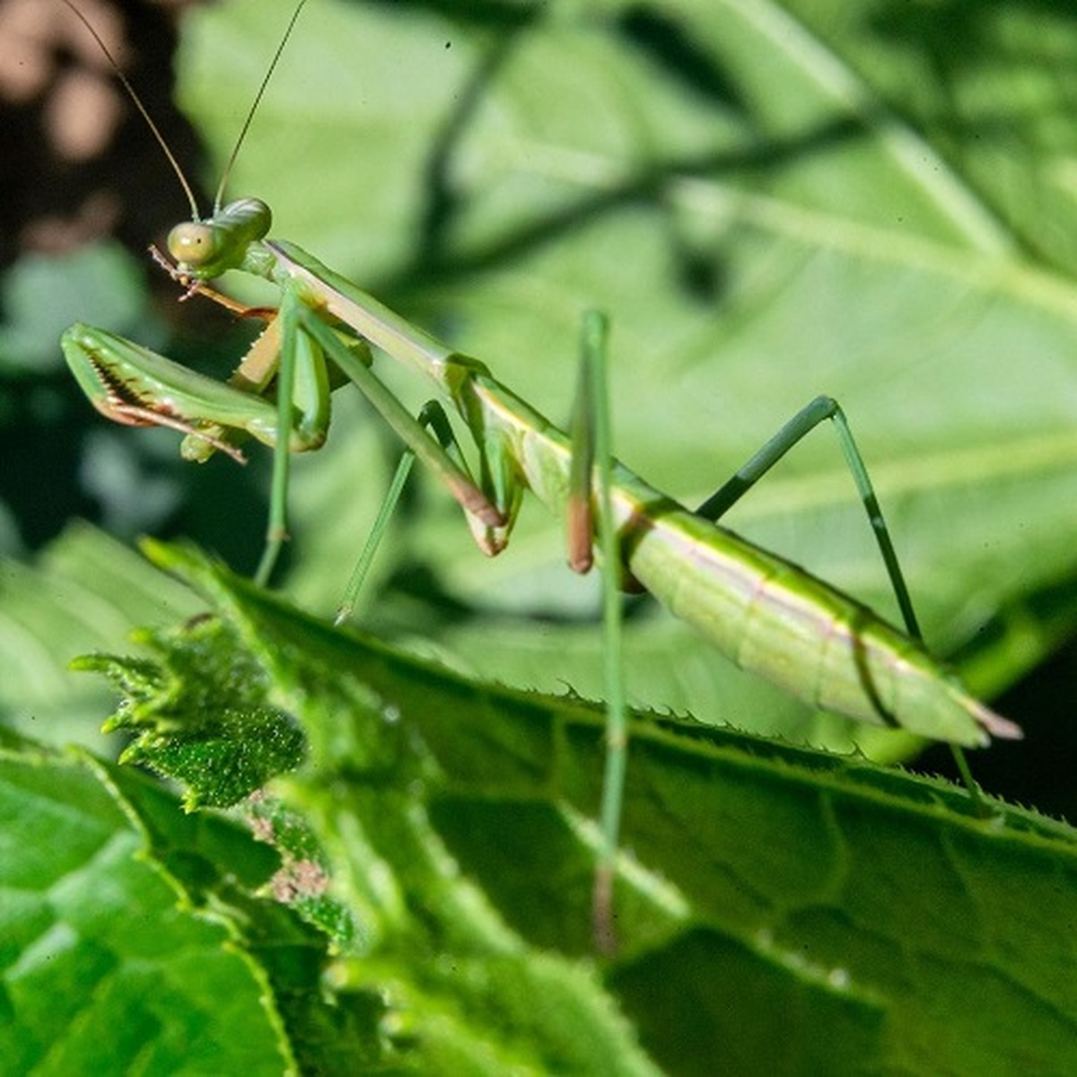 Fascinating Praying Mantis Facts & Their Surprising Diet