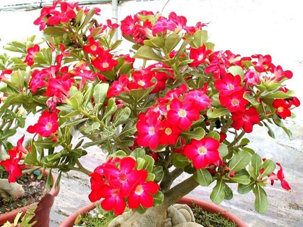 35 Different Types of Desert Rose Varieties to Fall in Love With