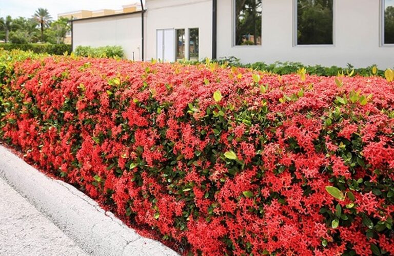 40 Brilliant Low Maintenance Hedge Plants for Effortless Gardens