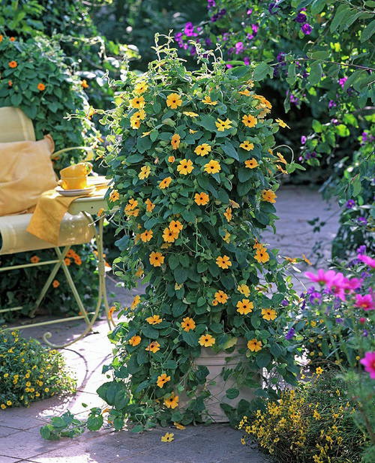11 Stunning Climbers and Vines with Orange Flowers for Your Garden