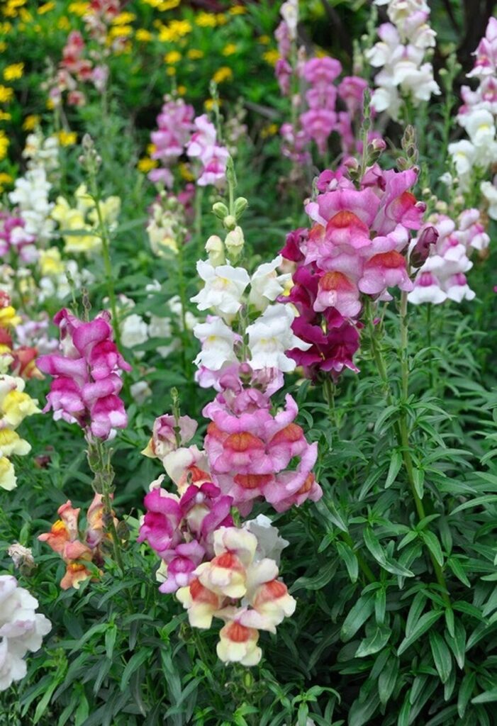 47 Stunning Flowers for Full Sun That Thrive in Blazing Heat