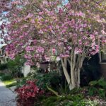 14 Ideal Pink Flowering Trees in Florida to Explore