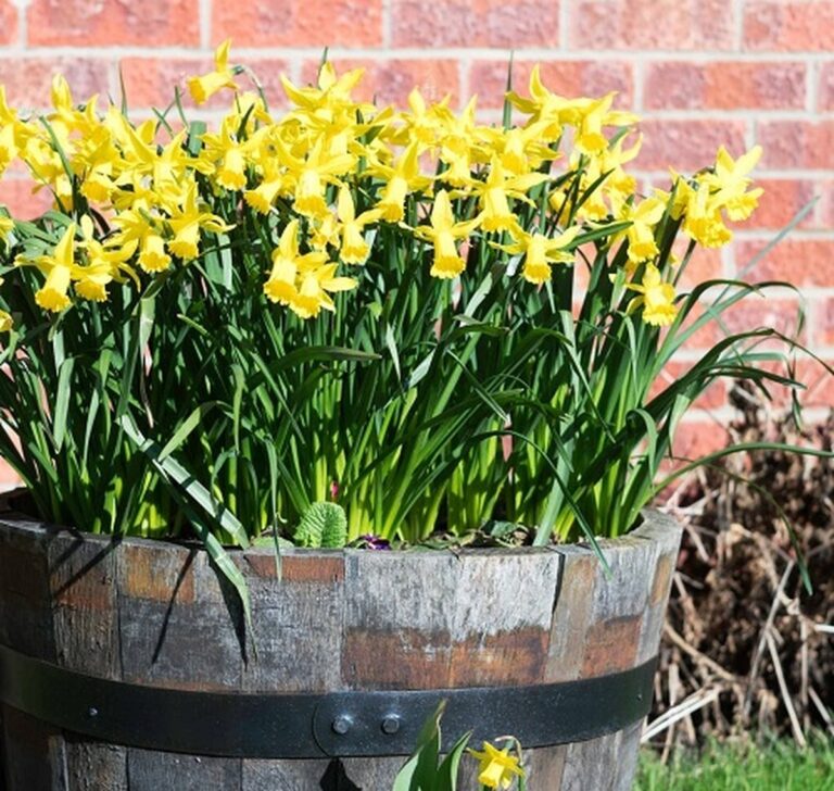 31 Gorgeous Plants For Barrels That Will Transform Your Garden