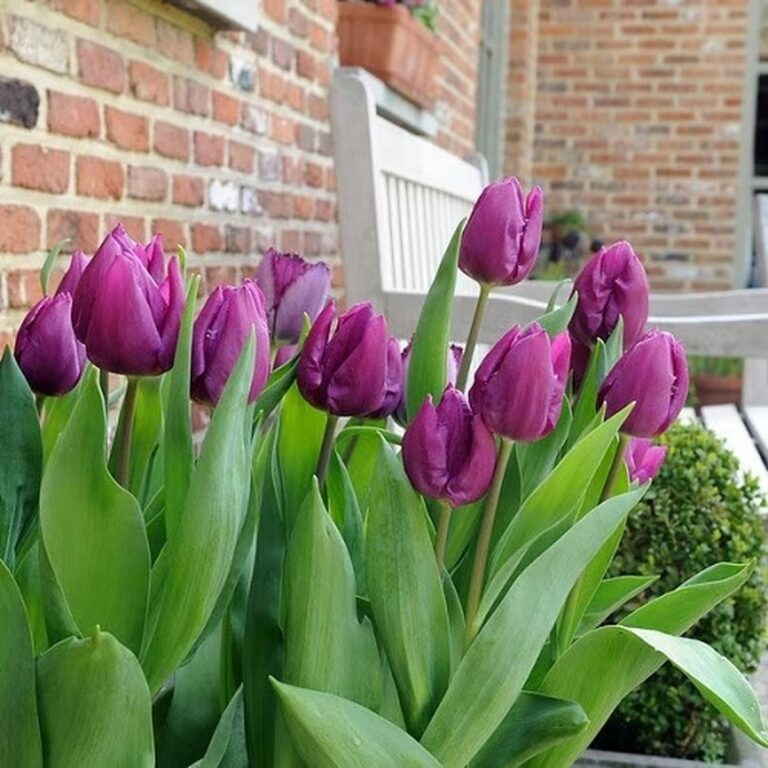 18 Stunning Purple Tulips to Beautify Your Garden
