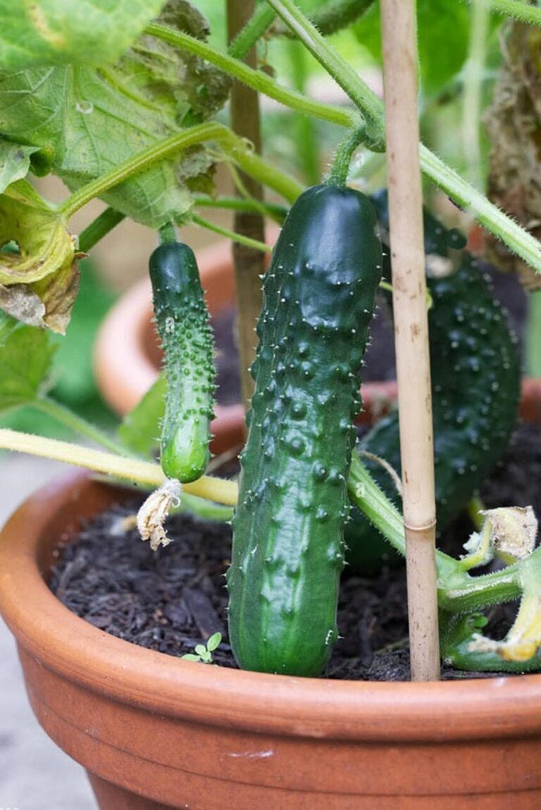 20 Delightful Mini Cucumber Varieties for Your Garden Delight