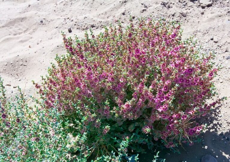 90 Amazing Desert Plants That Thrive in Dry Heat