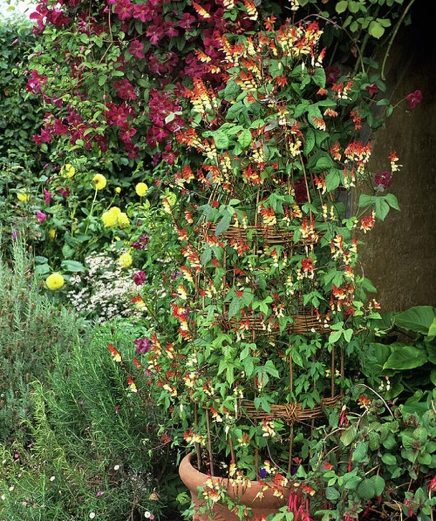 53 Gorgeous Flowering Vines and Climbers for Garden & Containers