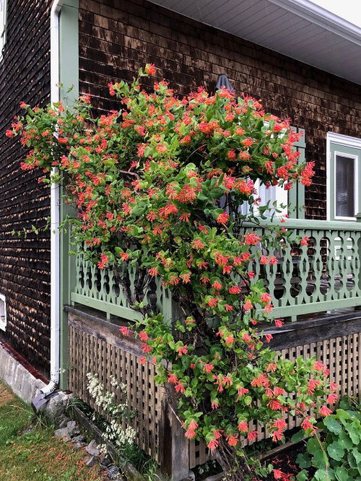 11 Stunning Climbers and Vines with Orange Flowers for Your Garden