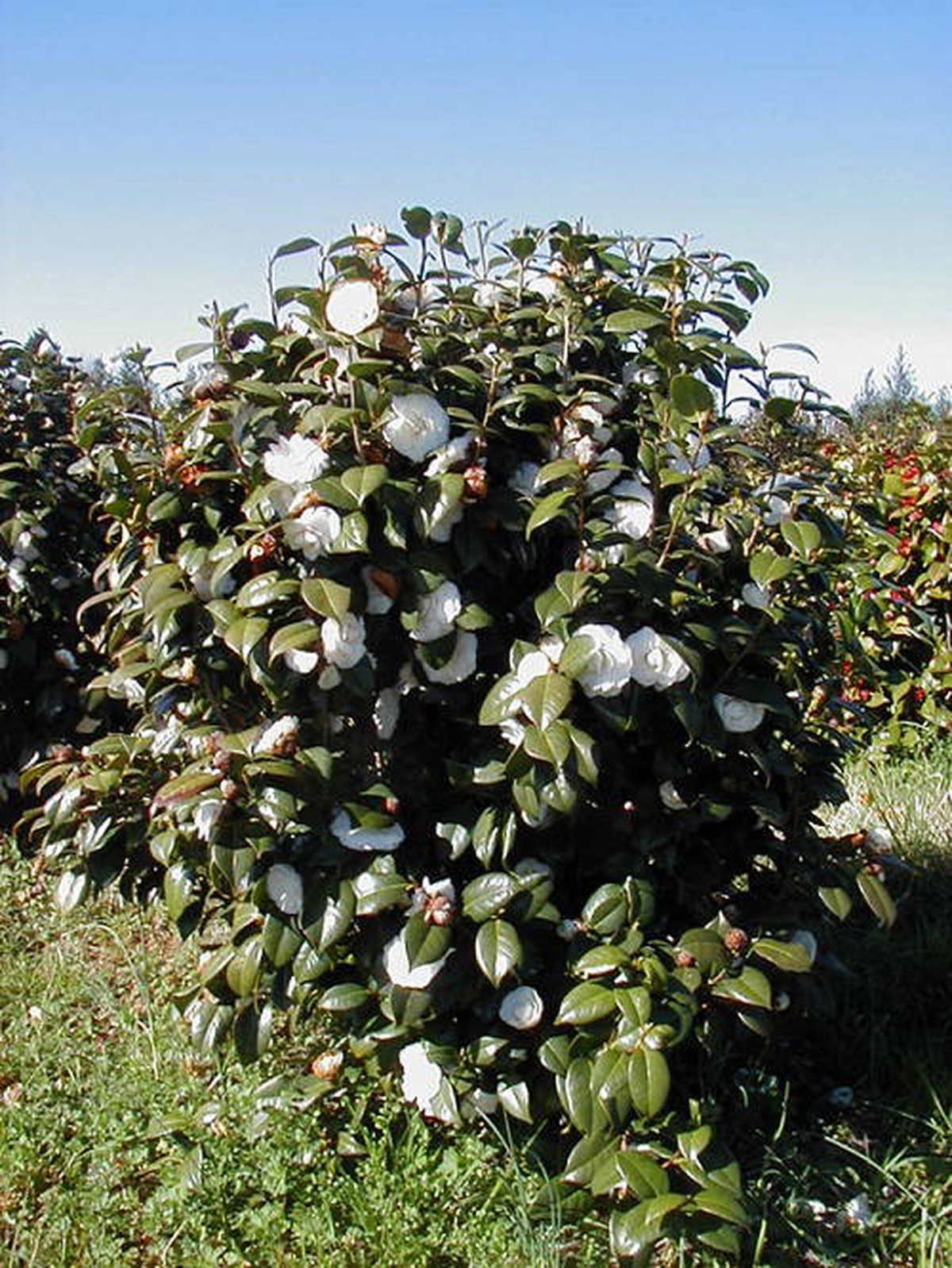 14 Stunning 5-6 Foot Evergreen Shrubs For Privacy Screens