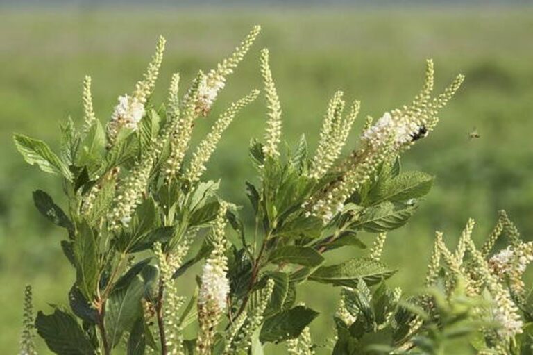 25 Stunning Bushes with White Flowers for a Dreamy Garden