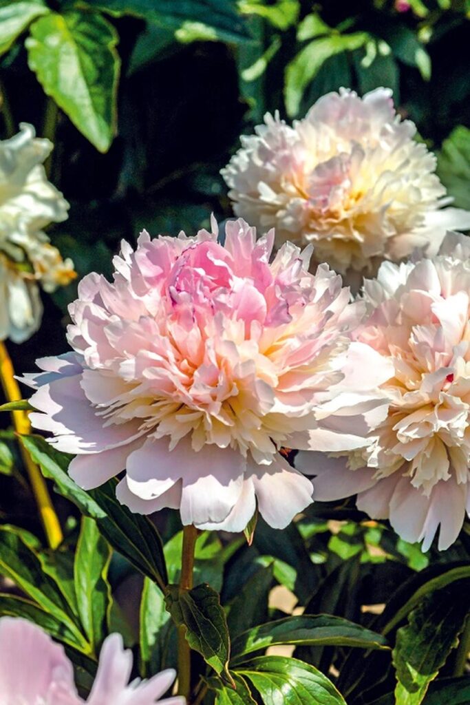 55 Gorgeous Pink Peony Varieties That Bloom Beautifully