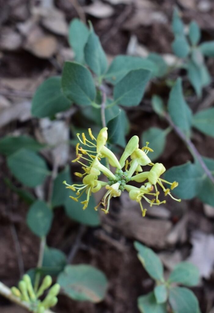 23 Beautiful Honeysuckle Varieties to Brighten Your Garden