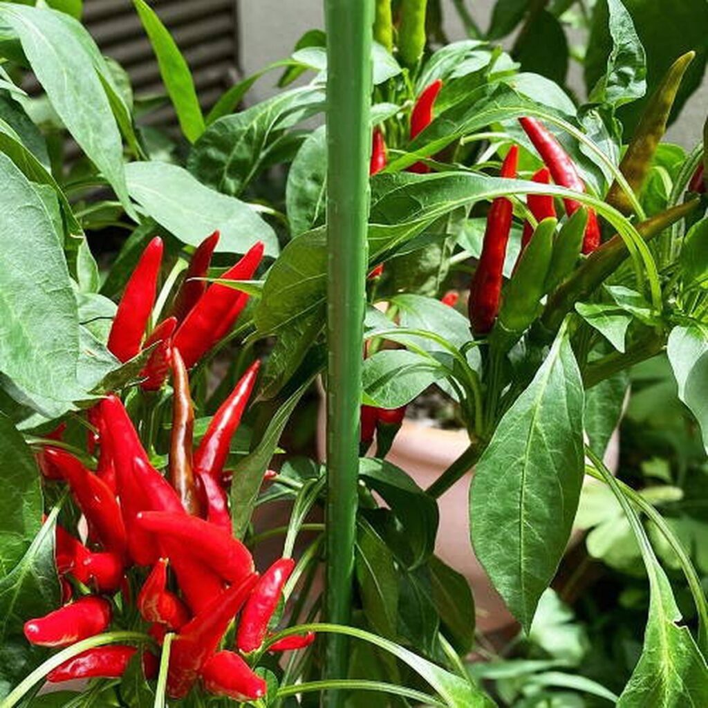 20 Stunning Peppers That Grow Upwards for Garden Magic
