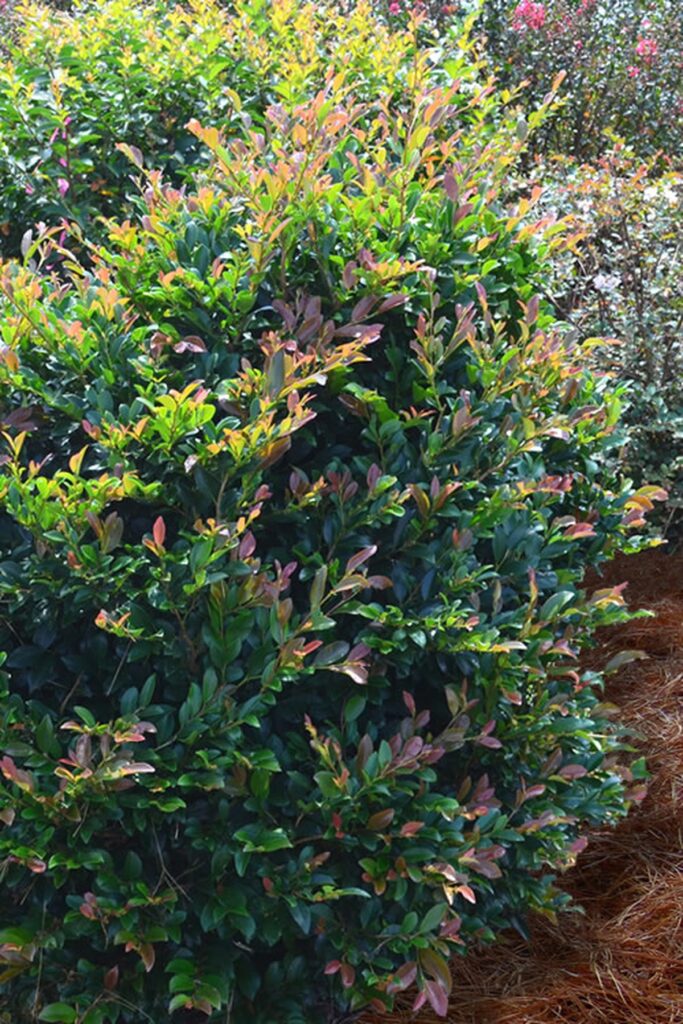 8 Stunning Distylium Varieties Perfect for Your Garden