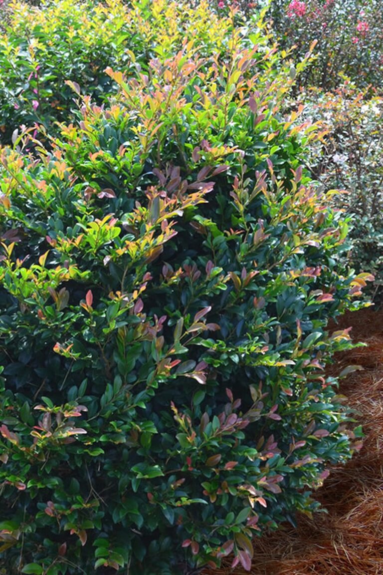 8 Stunning Distylium Varieties Perfect for Your Garden