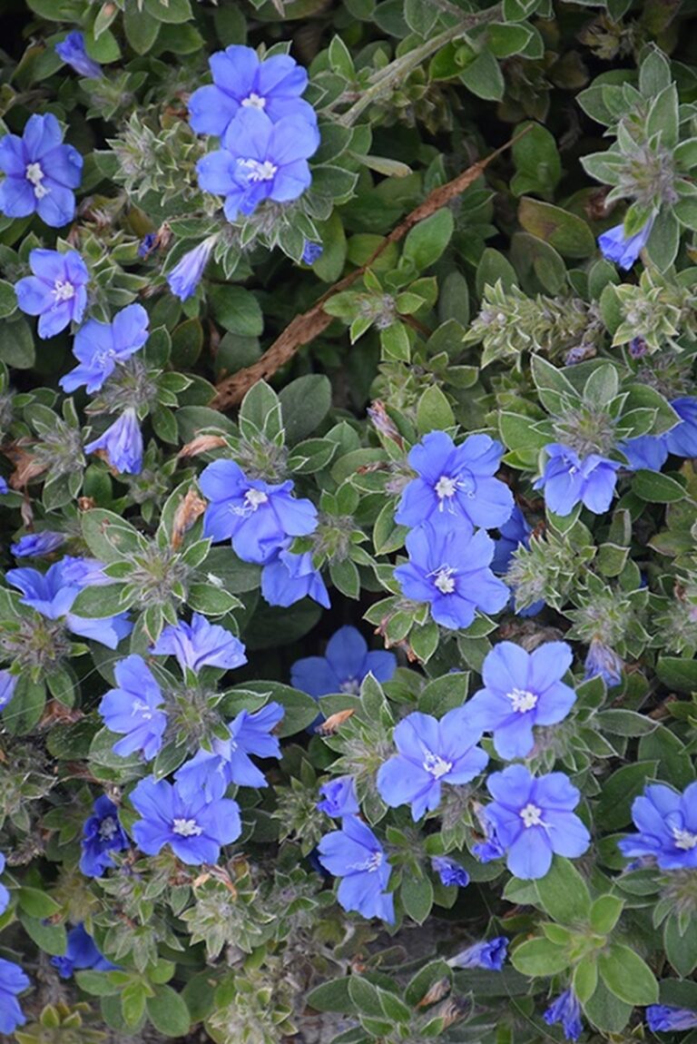 17 Stunning Navy Blue Flowers to Brighten Your Garden