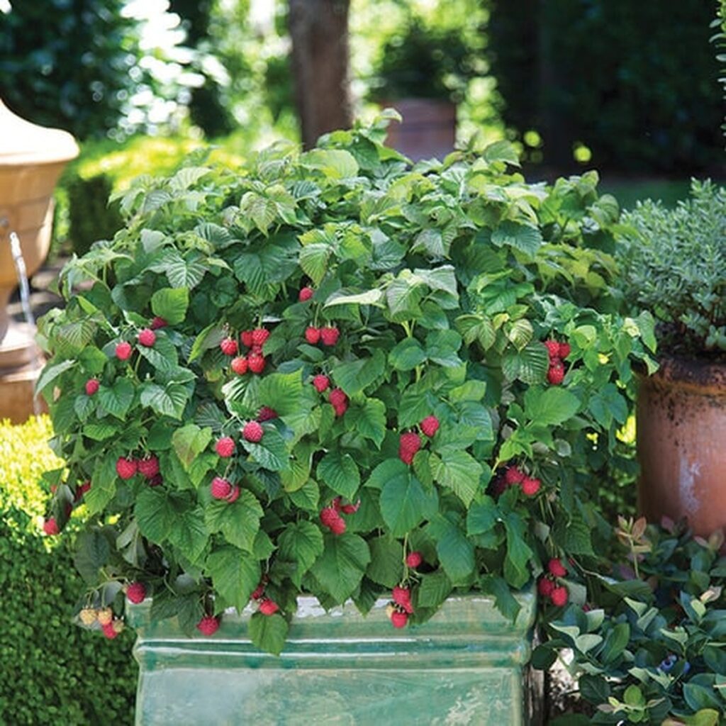 17 Amazing Fruit Plants That Bear Fruit Fast For Quick Harvests