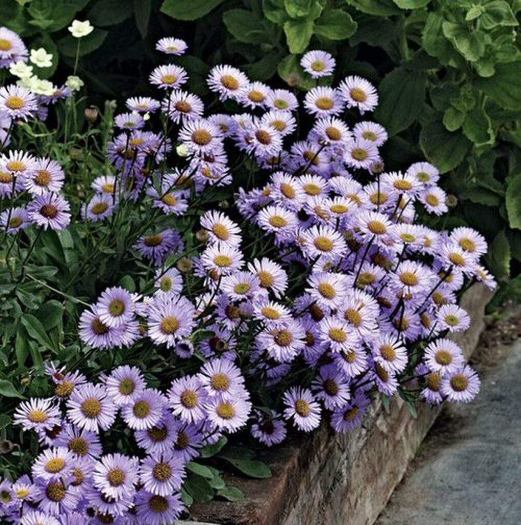 18 Beautiful Daisy-Like Flowers That Brighten Any Garden