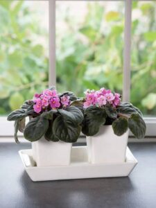 29 Charming African Violets Display Ideas for Your Home