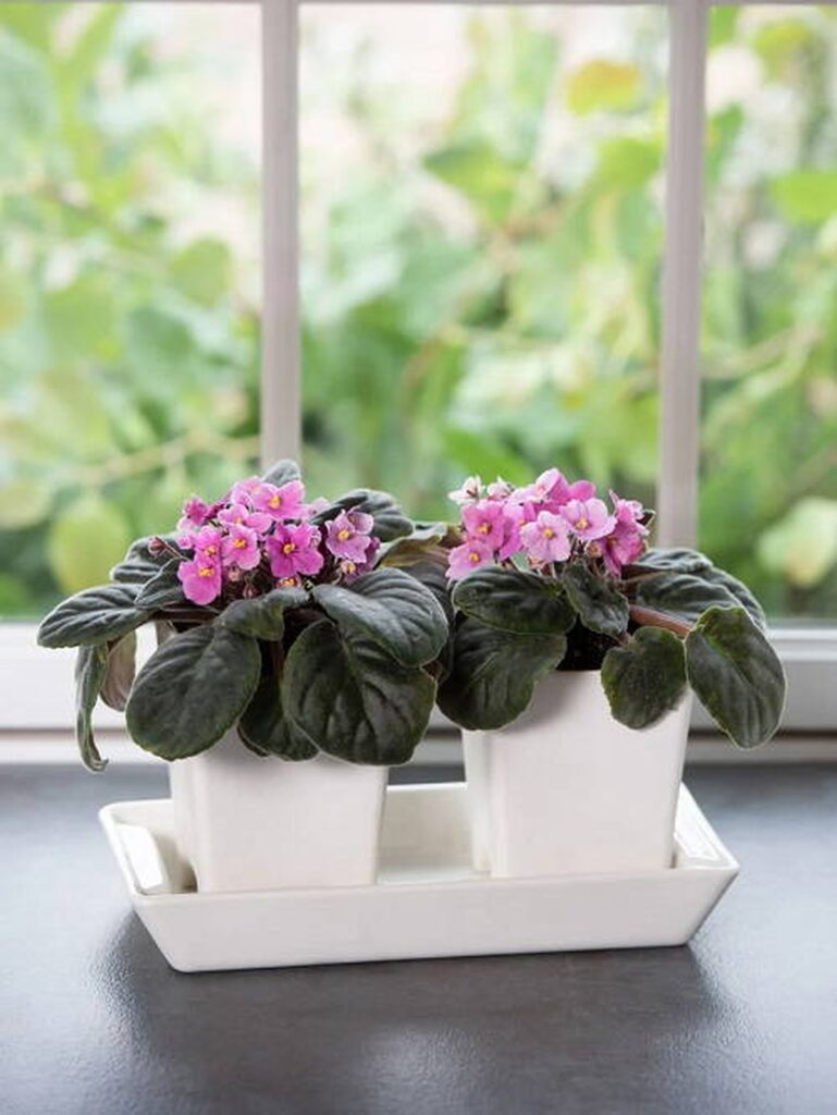 29 Charming African Violets Display Ideas for Your Home