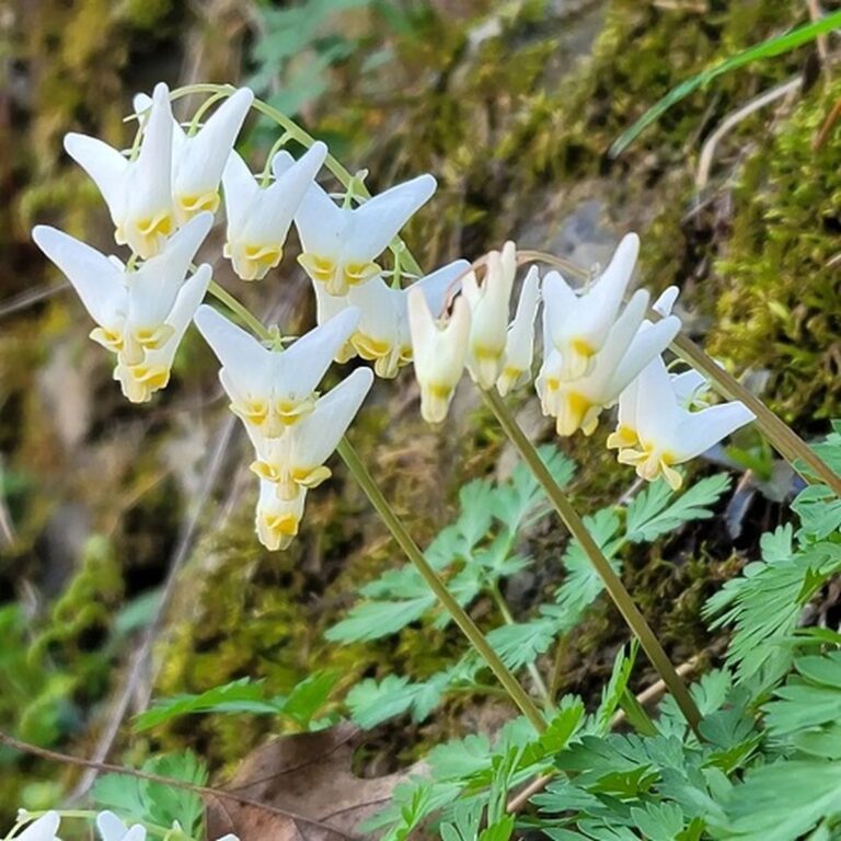 13 Gorgeous Spring Flowers in Michigan to Brighten Your Garden