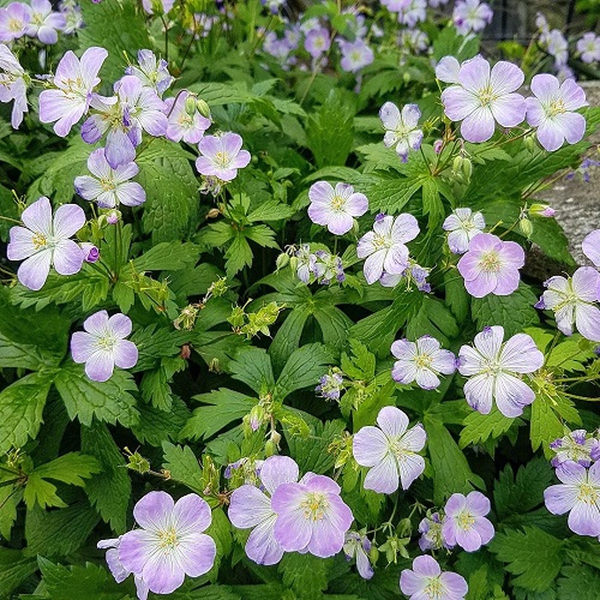 13 Gorgeous Spring Flowers in Michigan to Brighten Your Garden