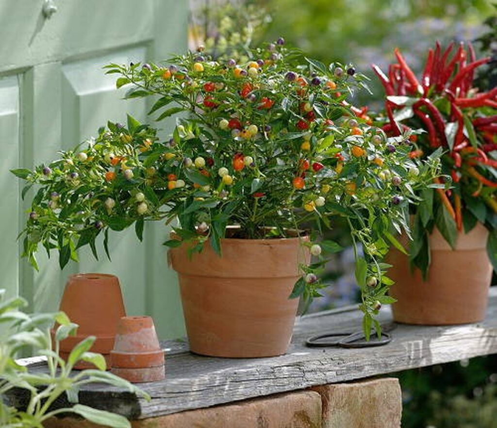 20 Stunning Peppers That Grow Upwards for Garden Magic