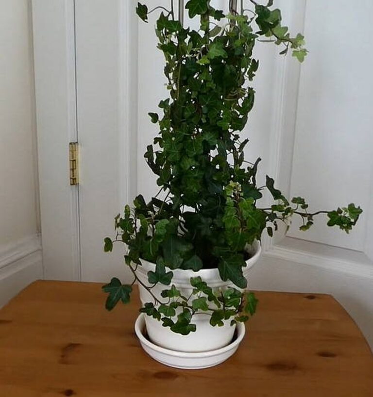 23 Beautiful DIY Plant Trellises for Pots Anyone Can Make