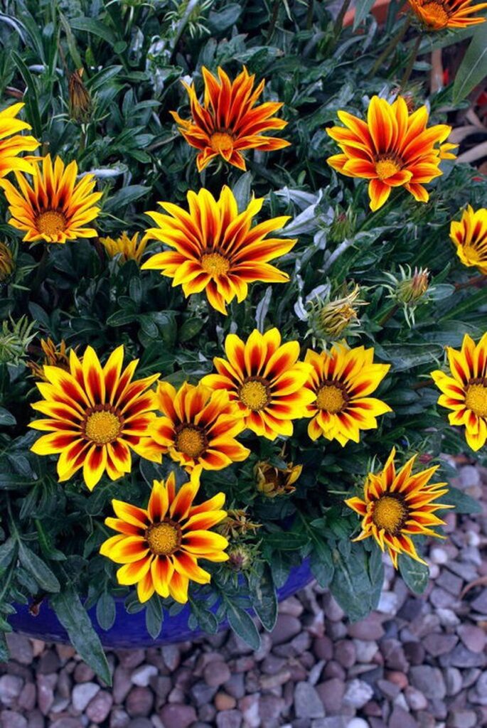13 Stunning Flowers That Look Like Fire and Flame