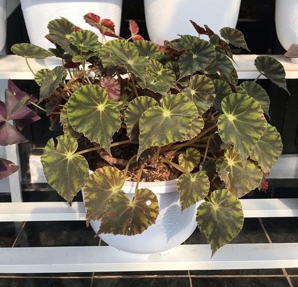 30 Gorgeous Types of Rex Begonia Varieties to Fall For
