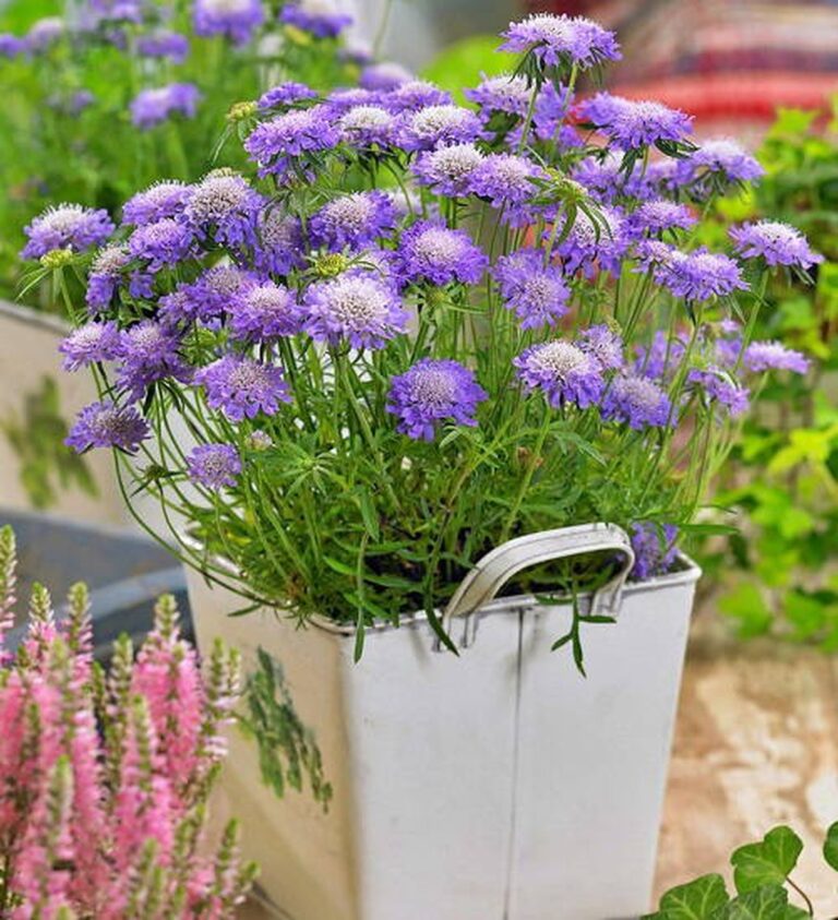 16 Beautiful German Flowers to Brighten Your Garden
