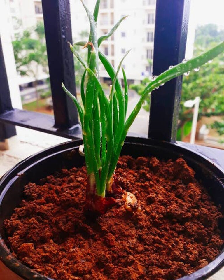 19 Amazing Plants that Repel Spiders for a Spider-Free Home